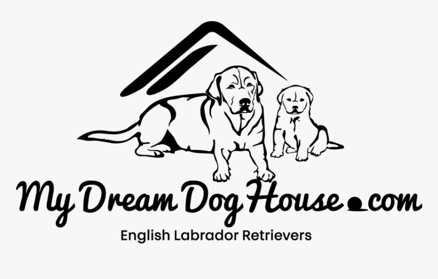 English Cream Yellow Labrador Retriever Puppies, HD Png Download ...