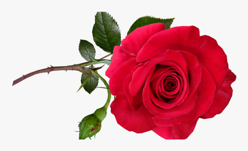 Flower Malai Photos Png, Transparent Png , Transparent Png Image - PNGitem