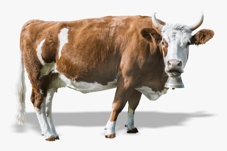 Indian Cow With Calf Png, Transparent Png , Transparent Png Image - PNGitem