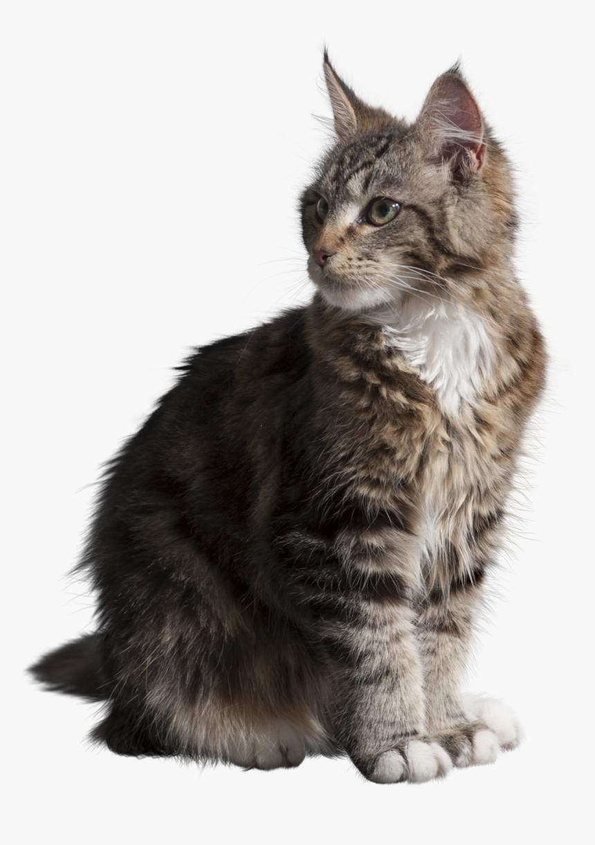 Animals Png Images, Transparent Png , Transparent Png Image - PNGitem