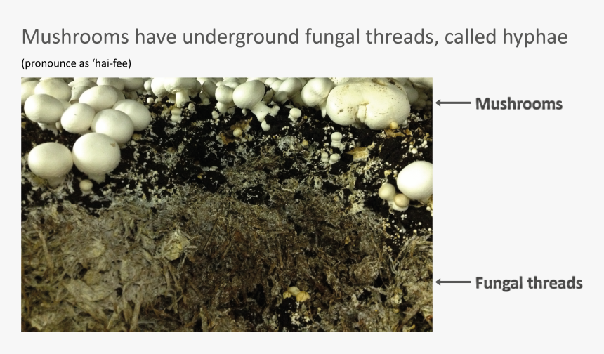 Fungi Png, Transparent Png , Transparent Png Image - PNGitem