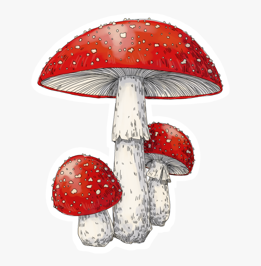 Fungi Png, Transparent Png , Transparent Png Image - PNGitem