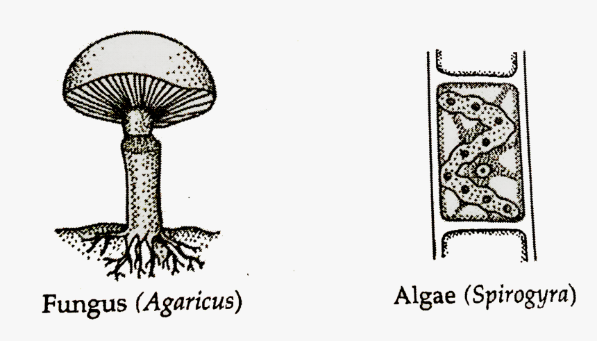 Fungi Png, Transparent Png , Transparent Png Image - PNGitem