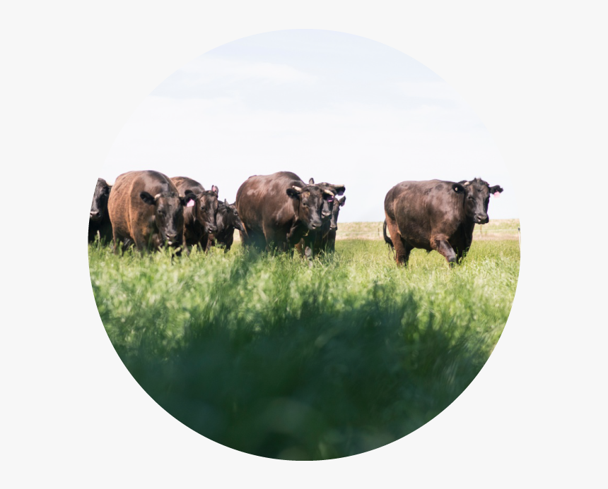 Cattle Png, Transparent Png , Transparent Png Image - PNGitem