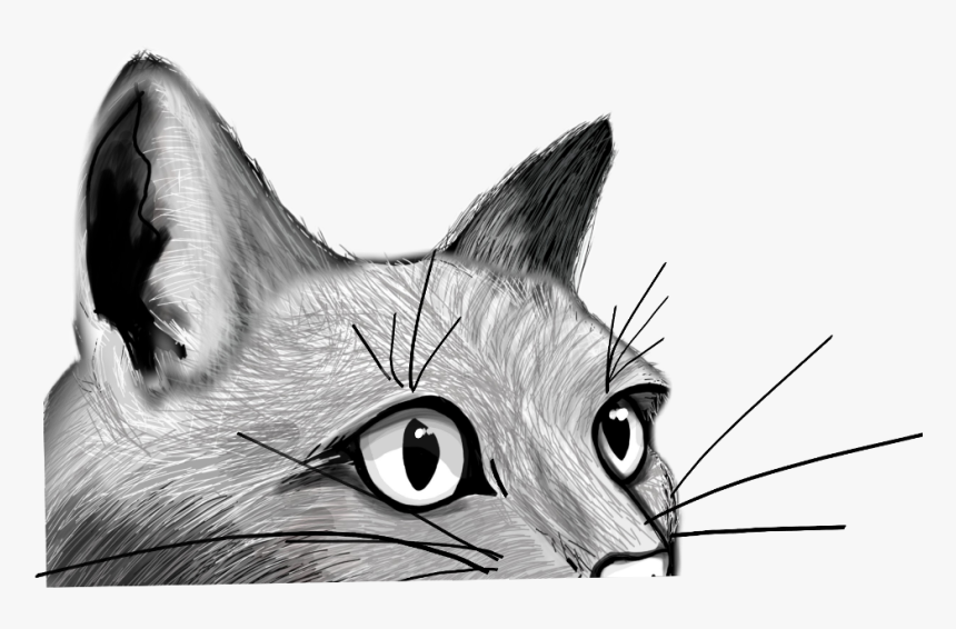 #cat #peeking #feline #face #kitty #lurking #drawing, HD Png Download ...