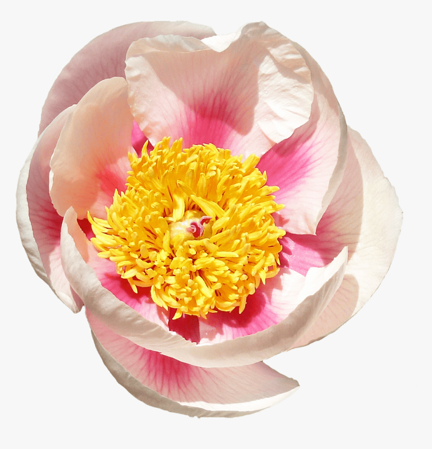 Athena Png, Transparent Png , Transparent Png Image - PNGitem