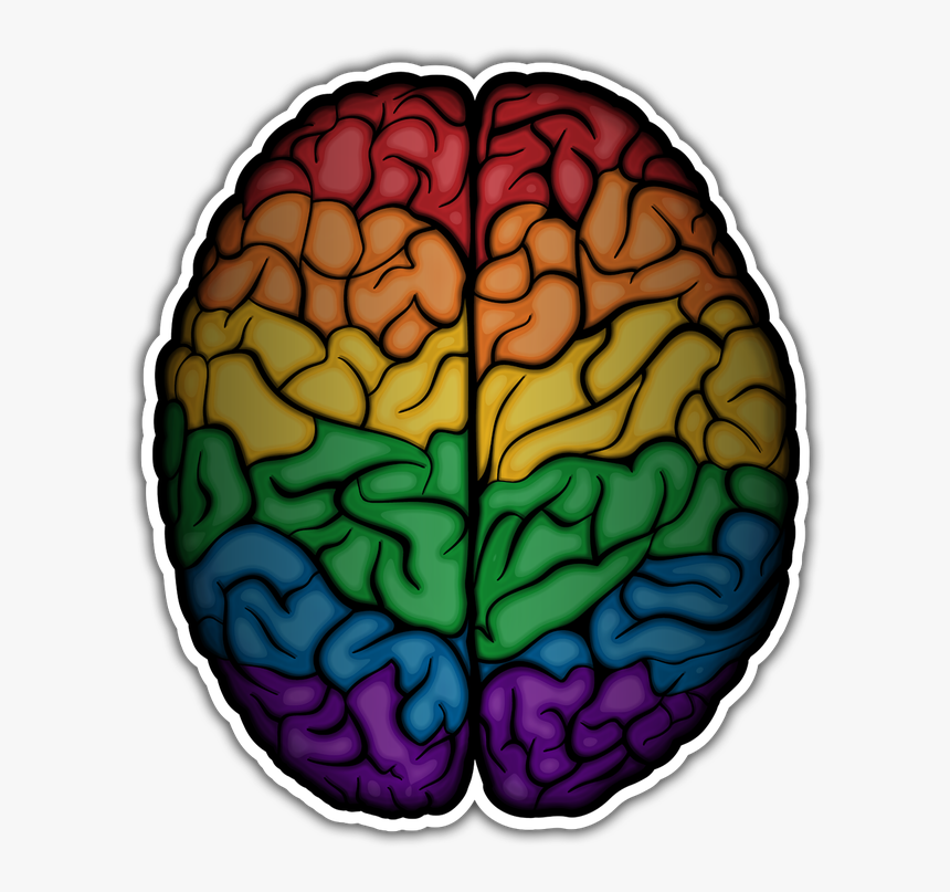 Large Realistic Brain Filled With The Colors Of The, HD Png Download ...