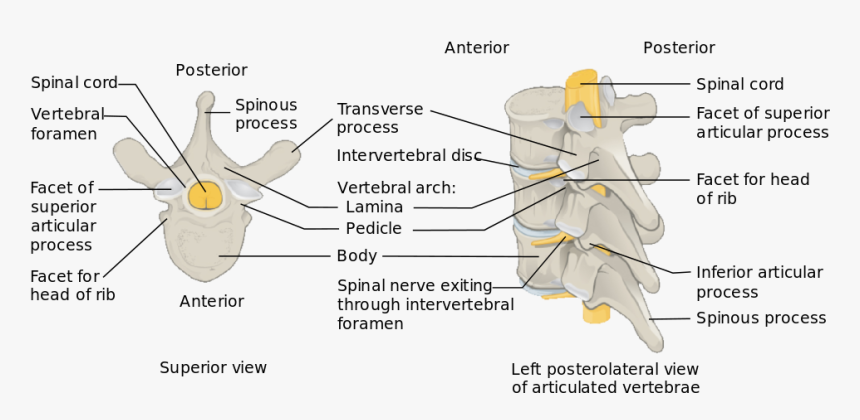 Spinal Cord Levels, HD Png Download , Transparent Png Image - PNGitem