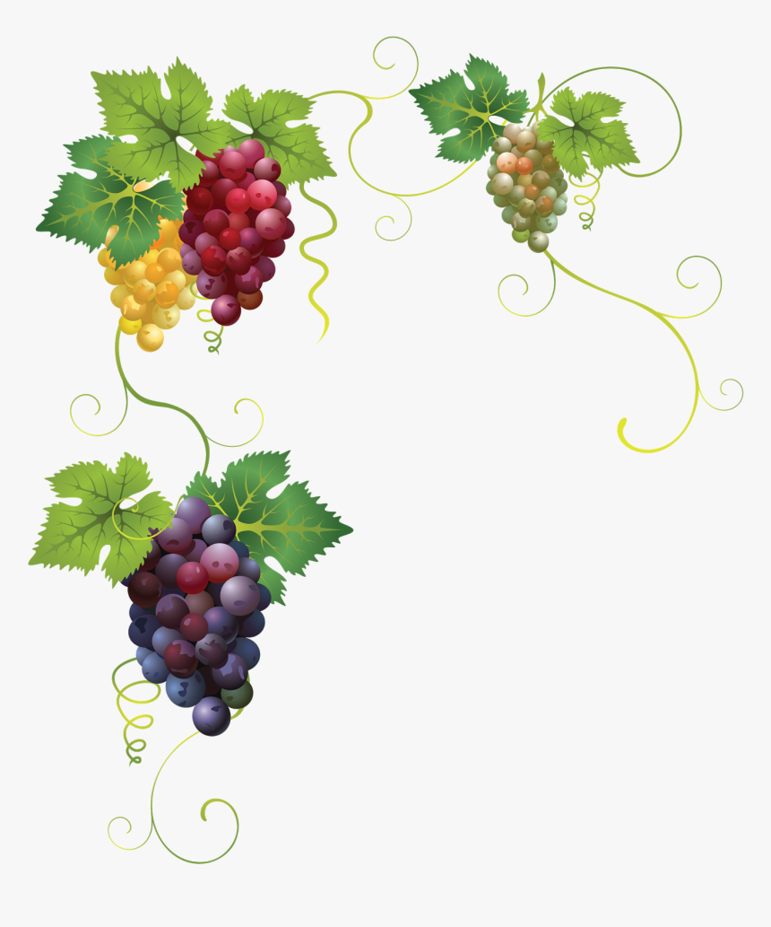 Transparent Grapevine Clipart, HD Png Download , Transparent Png Image ...