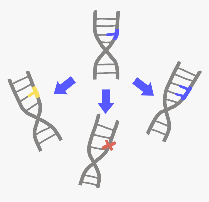 Image Of Three Types Of Mutations In Dna, HD Png Download , Transparent ...