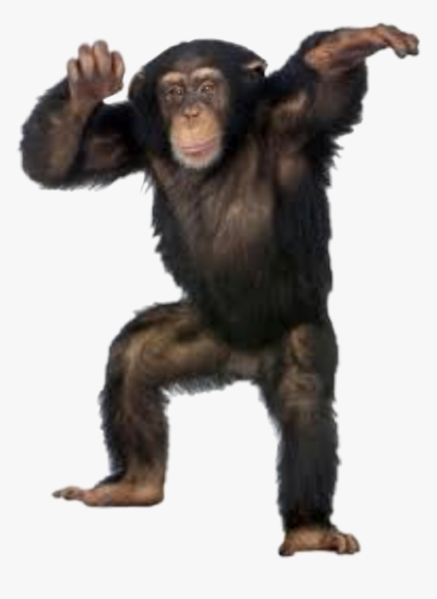 #chimp, HD Png Download , Transparent Png Image - PNGitem