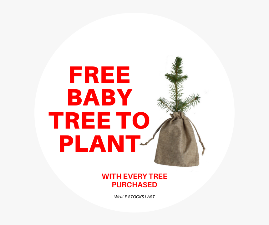 Trinity Street Christmas Trees, HD Png Download , Transparent Png Image ...