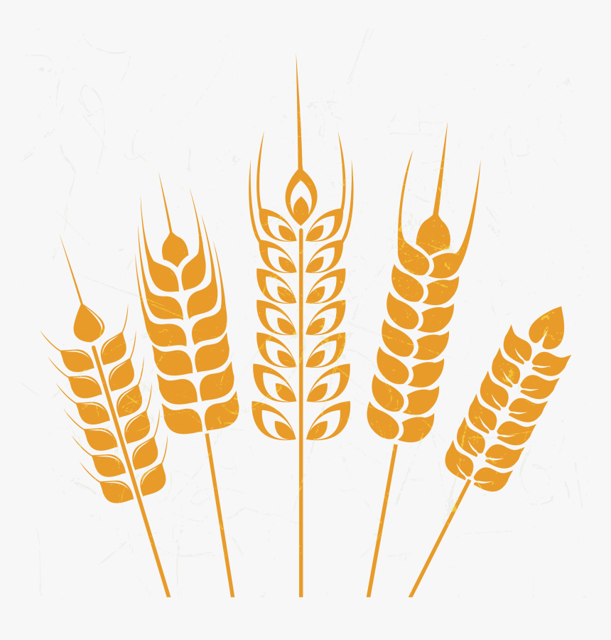 Vector Wheat Illustrator, HD Png Download , Transparent Png Image - PNGitem