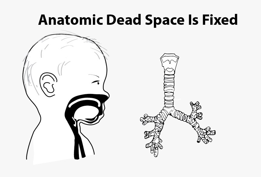 Illustration Showing A Cross Section Of A Baby S Airway, HD Png ...