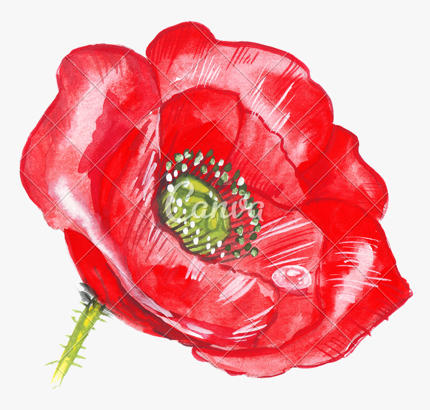 Hand Drawing Sketch Poppy Flower, HD Png Download , Transparent Png ...