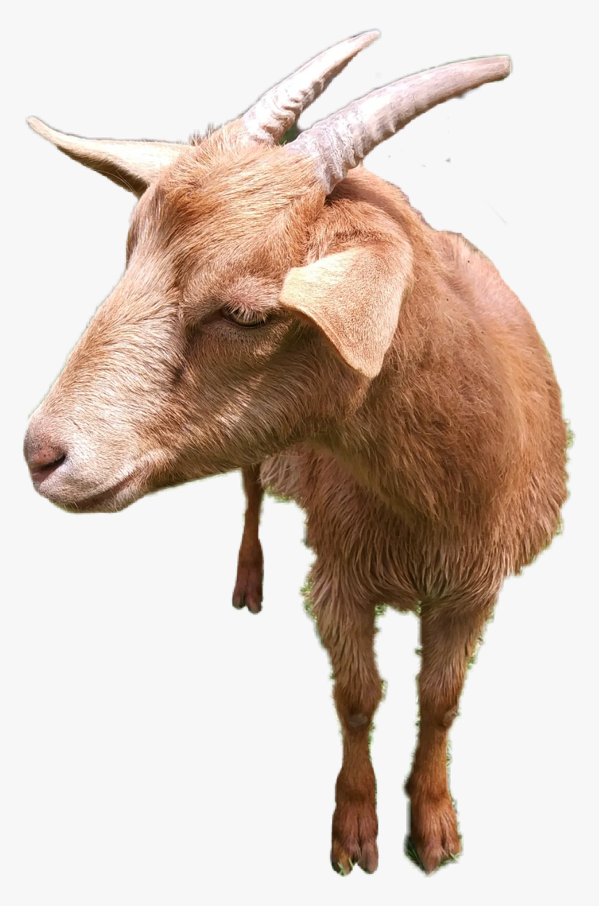 #goat #goatez #mygoat #thegoat #gingergoat, HD Png Download ...
