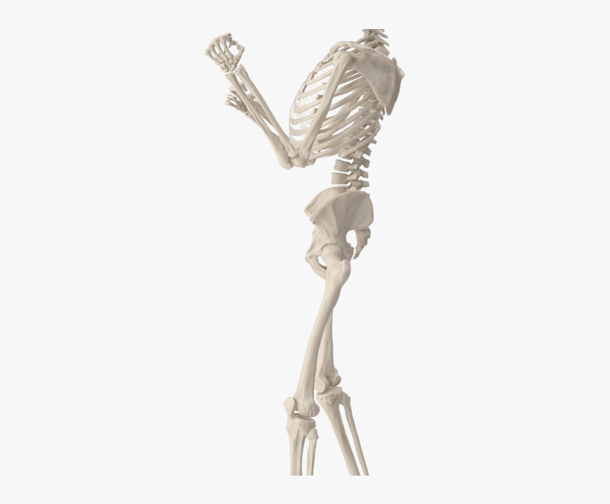 Skeleton Arm Png, Transparent Png , Transparent Png Image - PNGitem