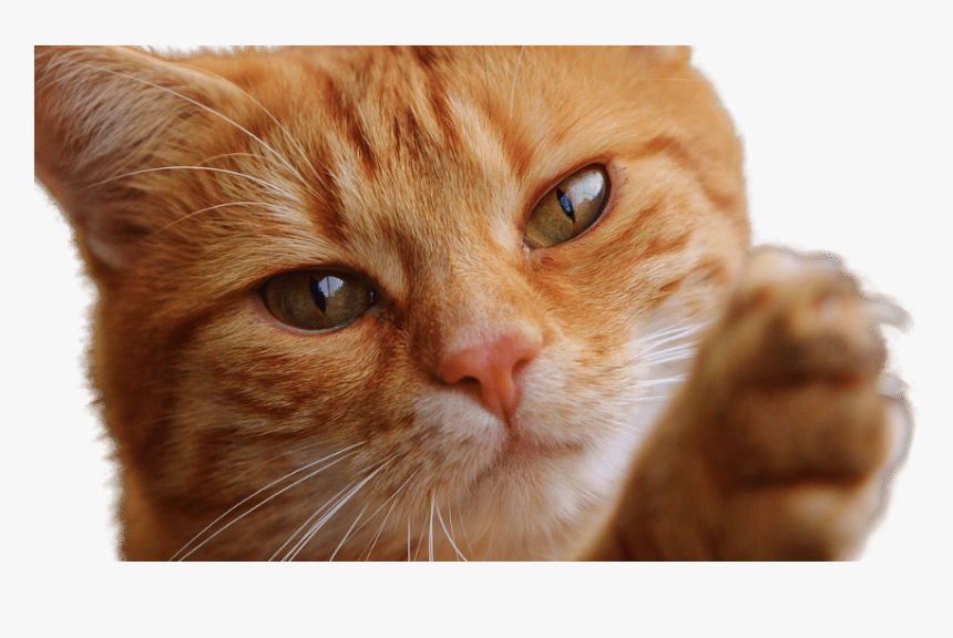 Transparent Orange Cat Png, Png Download , Transparent Png Image - PNGitem