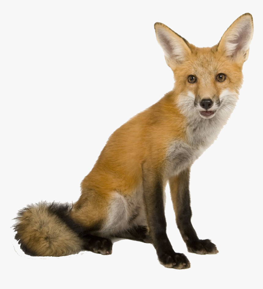 Fox Png Free Image Download, Transparent Png , Transparent Png Image ...