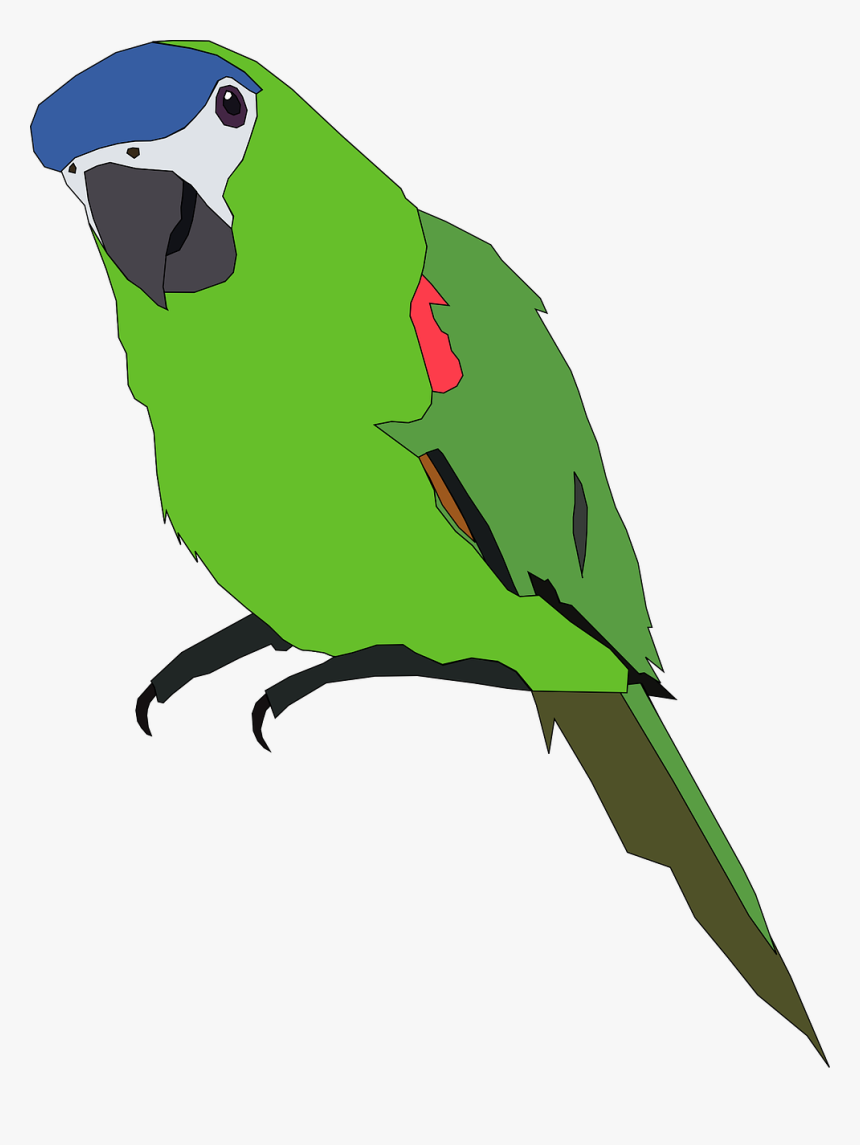 Parakeet Png, Transparent Png , Transparent Png Image - PNGitem