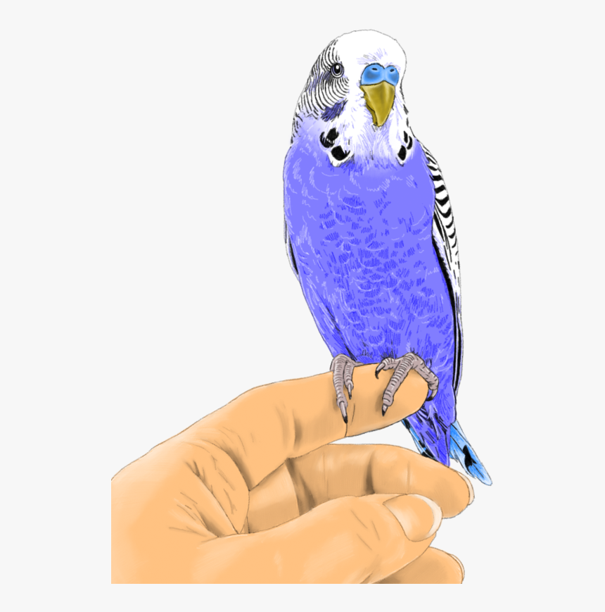 Parakeet , Png Download, Transparent Png , Transparent Png Image - PNGitem