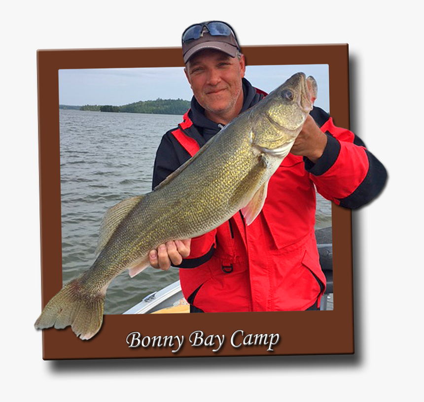 Walleye, HD Png Download , Transparent Png Image - PNGitem