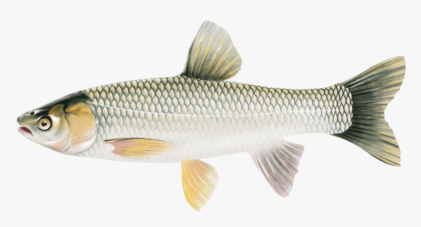 Grass Carp Illustration, HD Png Download , Transparent Png Image - PNGitem