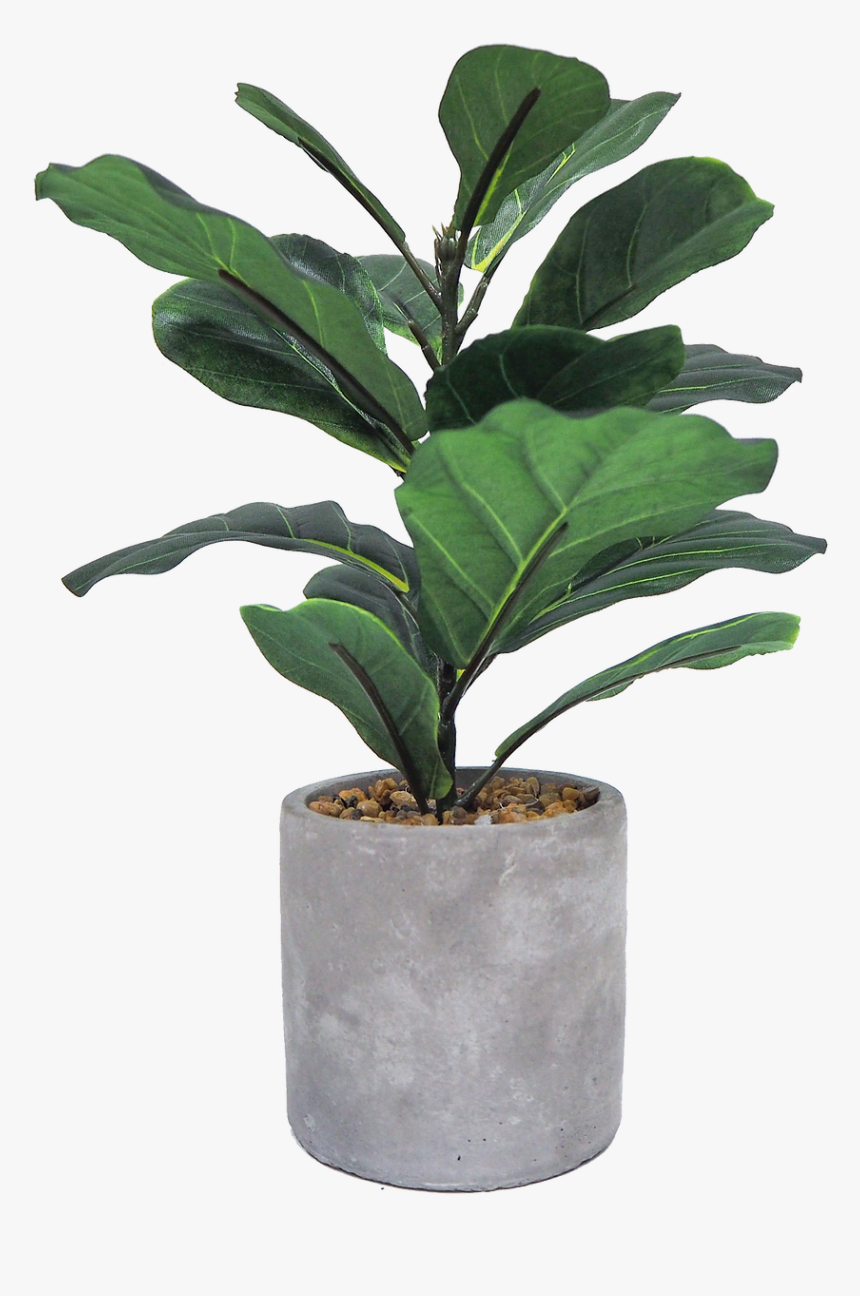 Magnolia Tree Png, Transparent Png , Transparent Png Image - PNGitem