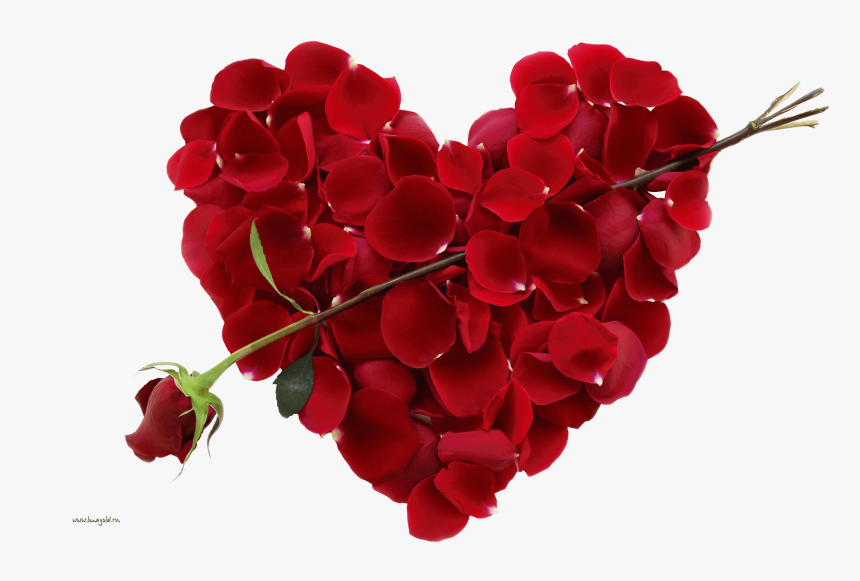 Red Rose Petals Png, Transparent Png , Transparent Png Image - PNGitem