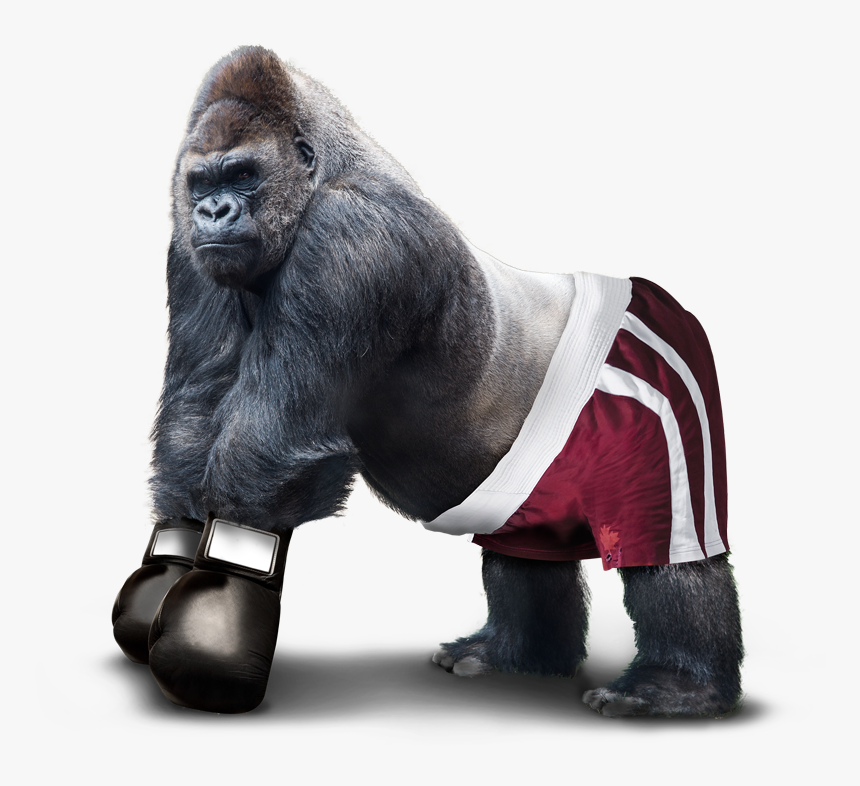 Transparent Angry Gorilla Png, Png Download , Transparent Png Image ...