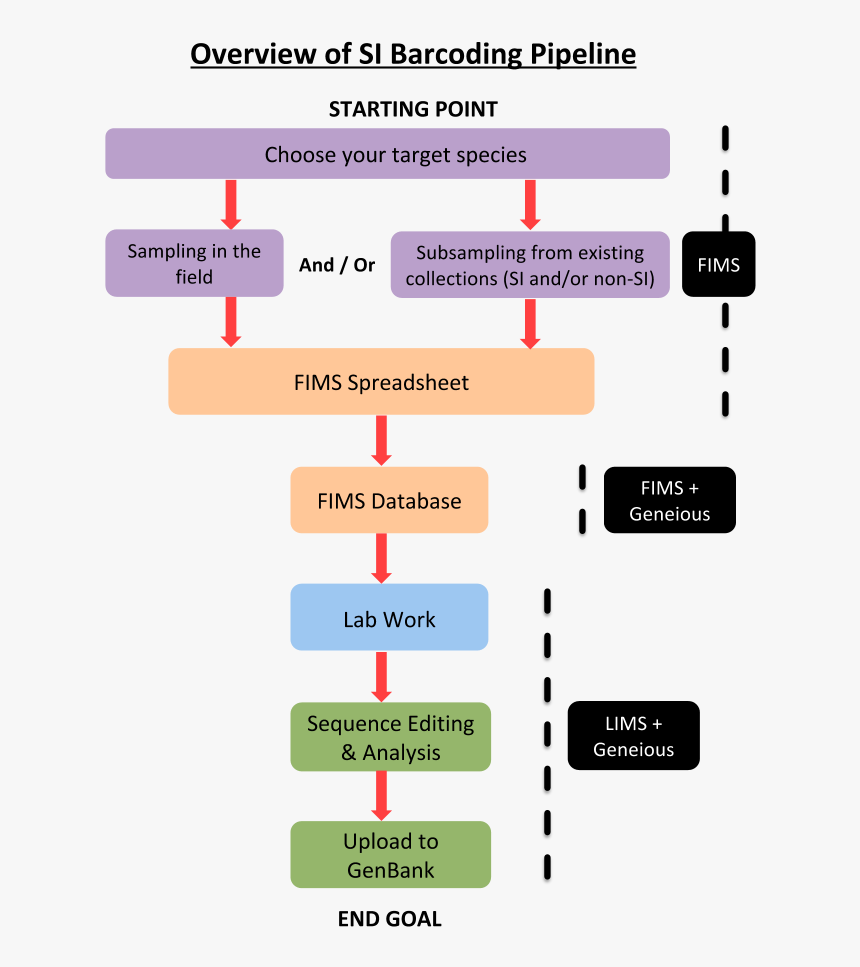 Images/si Barcoding Pipeline - Barcode Workflow, HD Png Download ...