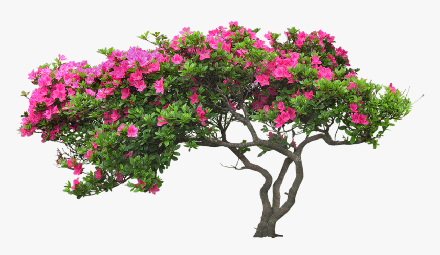 Flower Tree Png Photo | Best Flower Site