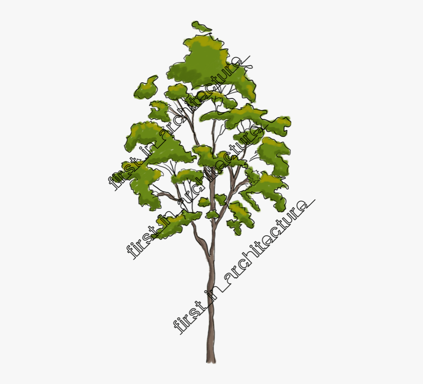 Fia Trees Elevation - Gambel Oak, HD Png Download , Transparent Png ...