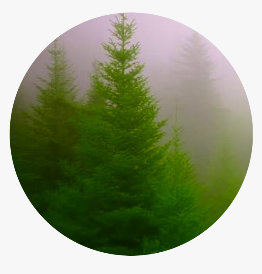 #forest #beautiful #green #circle #icon #interesting - Natural Form And ...