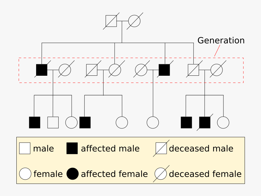 Pedigree Chart Example - Example Of A Pedigree Chart, HD Png Download ...