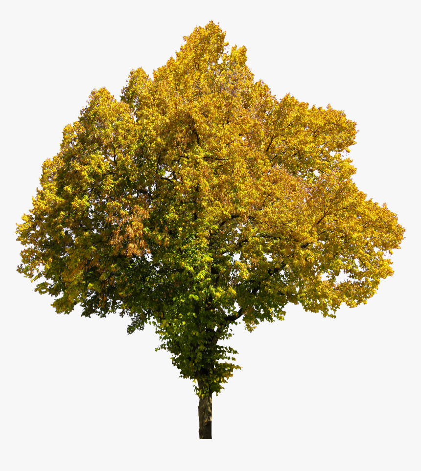 Fall Tree Transparent Background, HD Png Download , Transparent Png ...