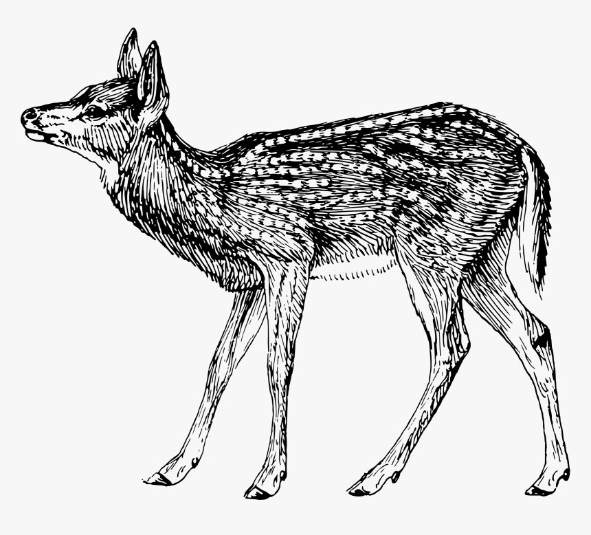 Big Image Png, Transparent Png , Transparent Png Image - PNGitem