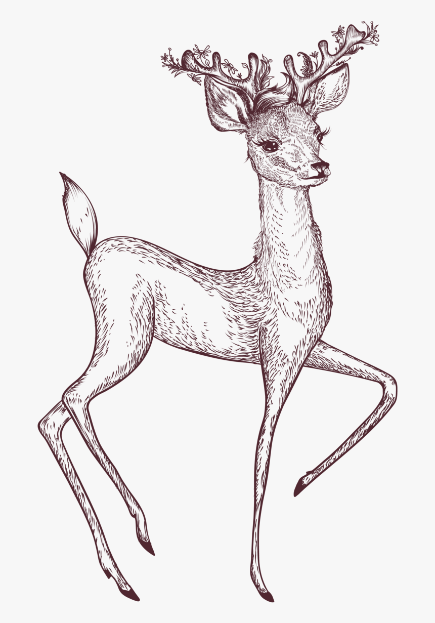 Fawn Png, Transparent Png , Transparent Png Image - PNGitem