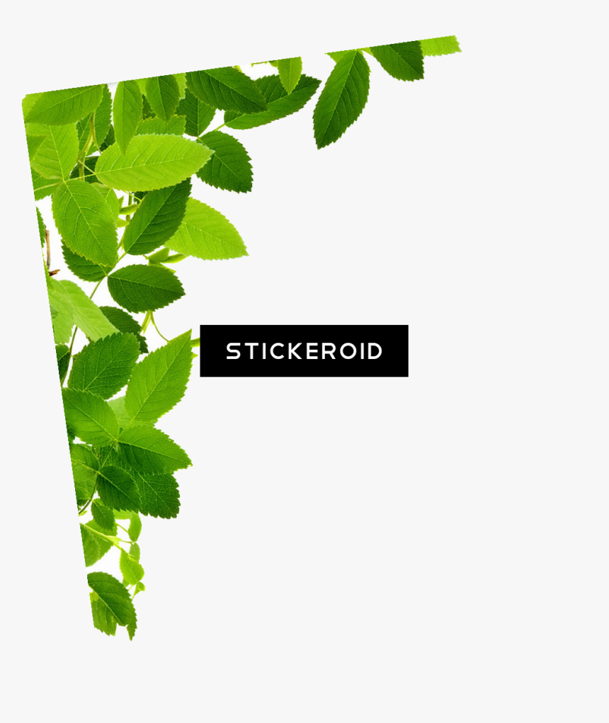 Leaf Frame Border Frames Clipart , Png Download, Transparent Png ...