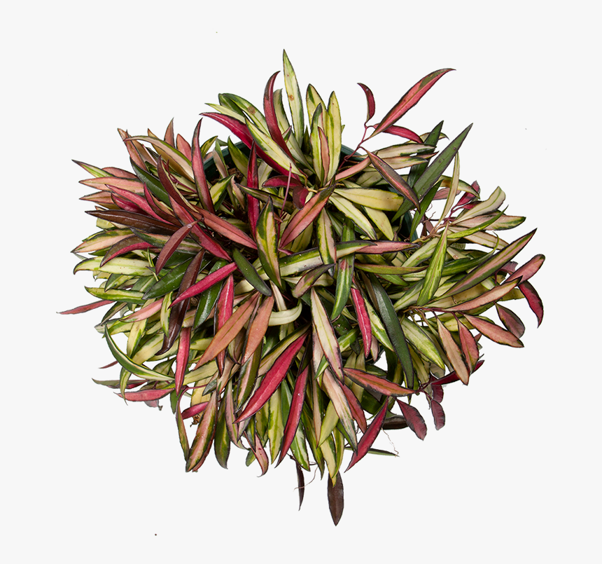 Hoya Kentiana, HD Png Download , Transparent Png Image - PNGitem