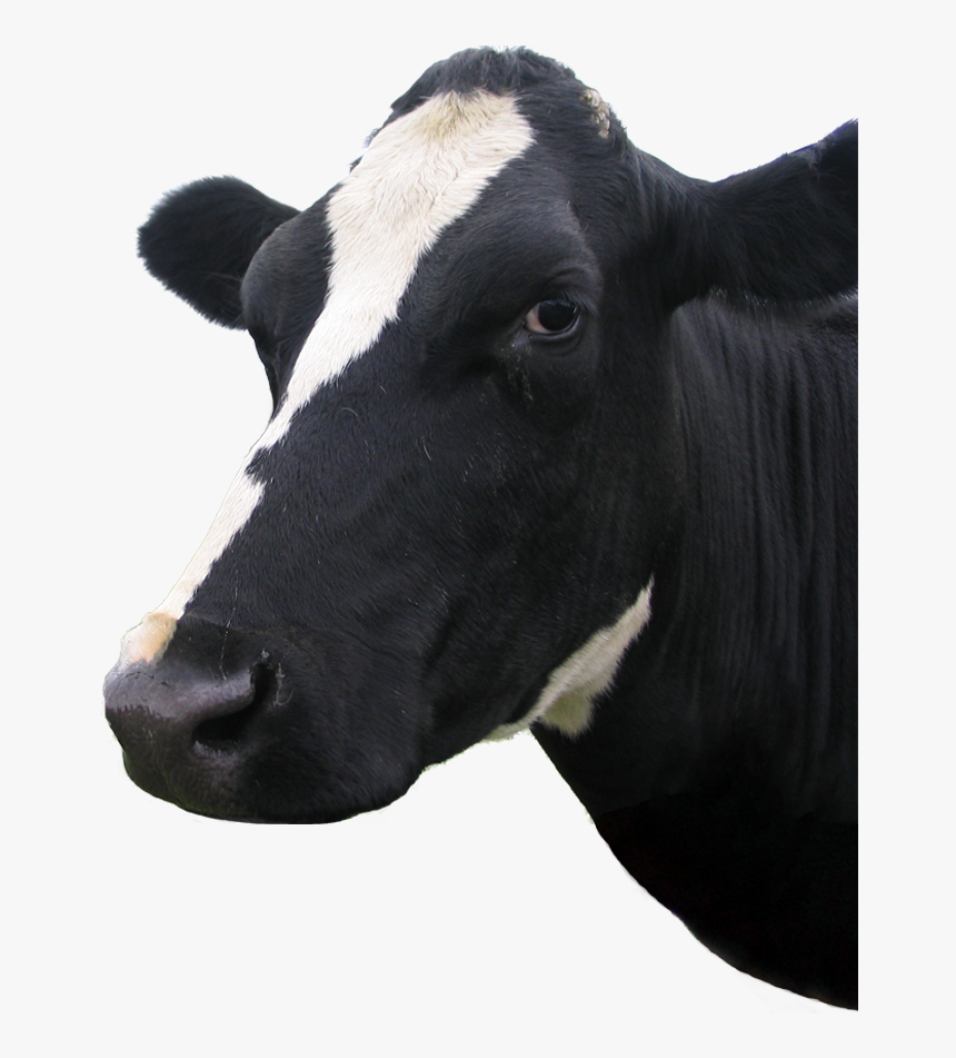 Cow Face Png, Transparent Png , Transparent Png Image - PNGitem