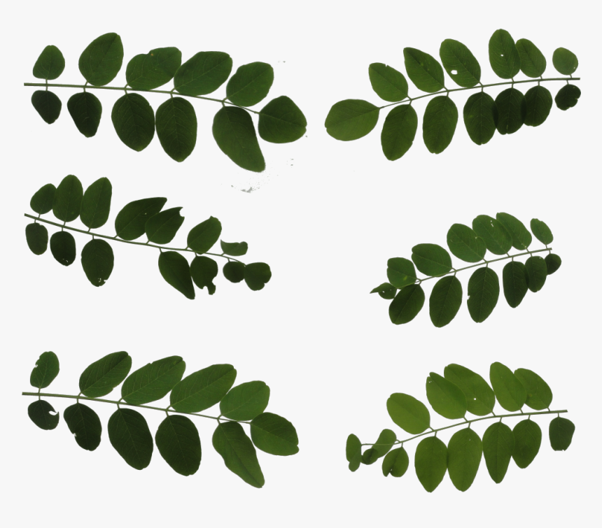 Transparent Leaf Texture Png, Png Download , Transparent Png Image ...
