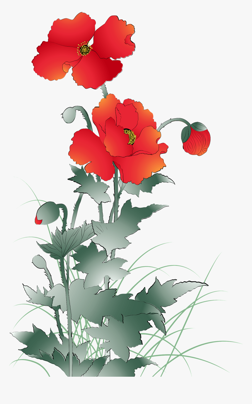 Poppies Png, Transparent Png , Transparent Png Image - PNGitem