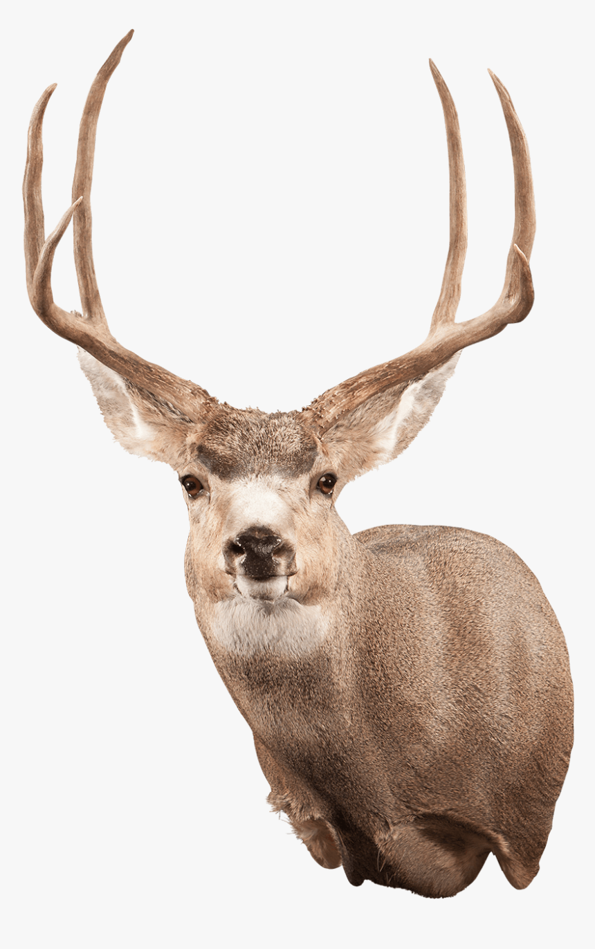 Mule Deer Shoulder Mount, HD Png Download , Transparent Png Image - PNGitem