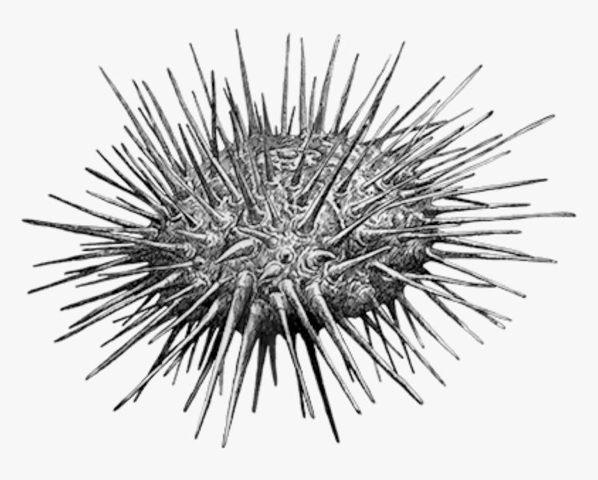 Sea Urchin Drawing