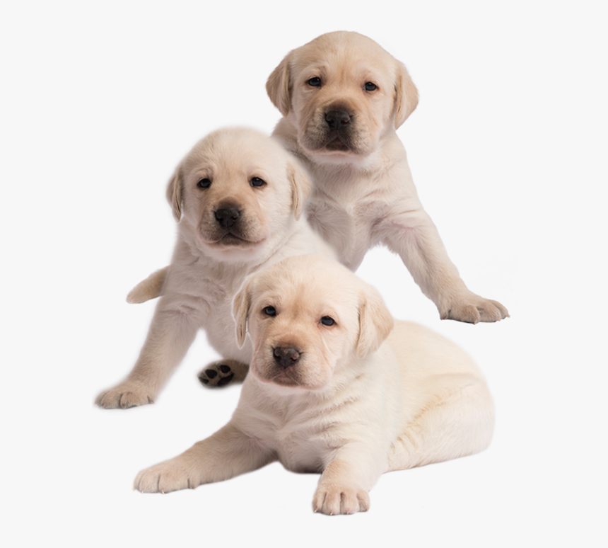 Transparent Puppies Png, Png Download , Transparent Png Image - PNGitem