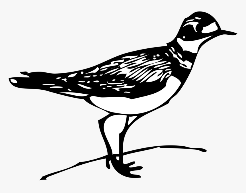 Line Art,wildlife,water Bird, HD Png Download , Transparent Png Image ...
