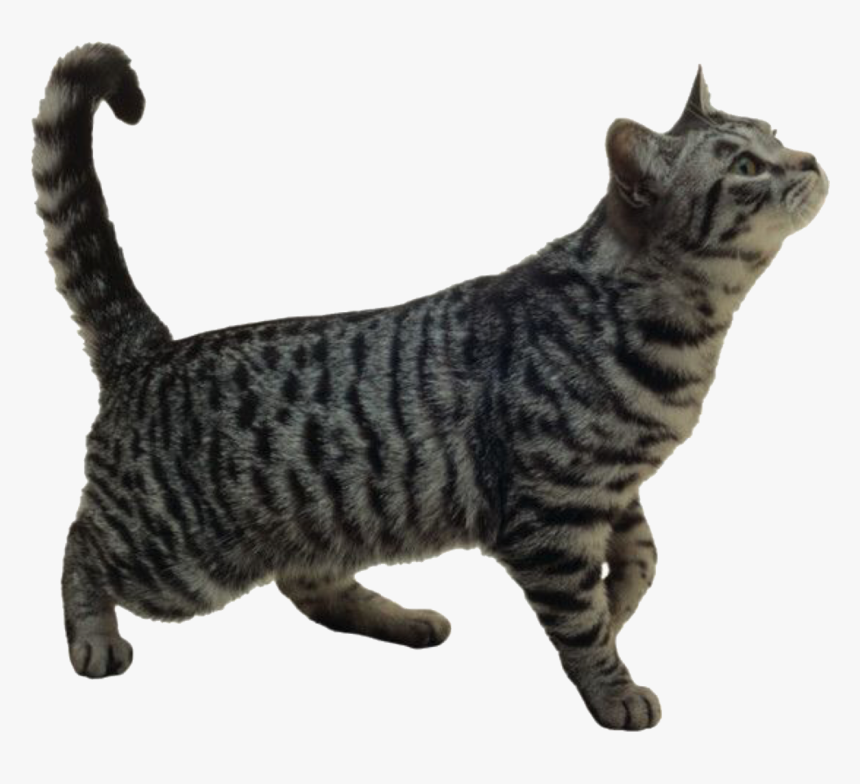 Funny Cat Png, Transparent Png , Transparent Png Image - PNGitem