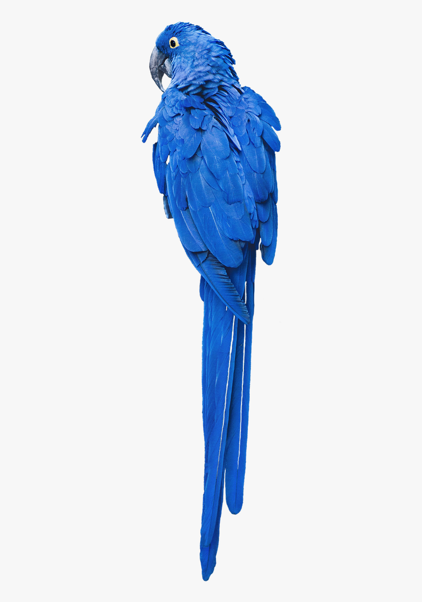 Macaw Png, Transparent Png , Transparent Png Image - PNGitem