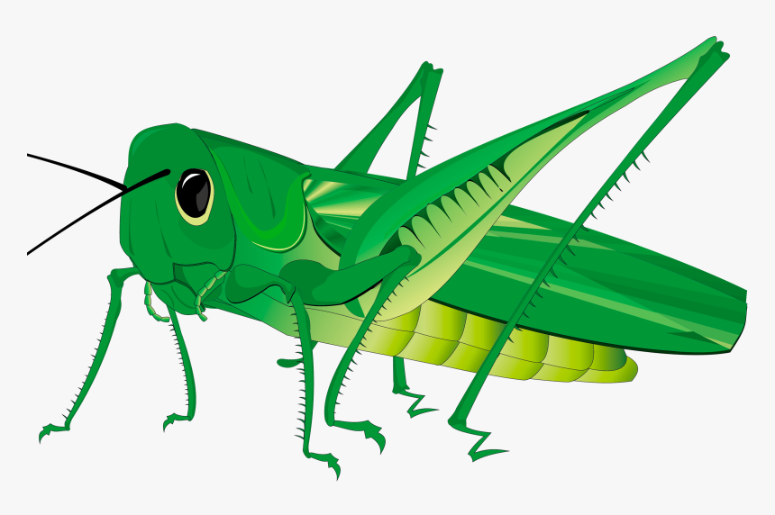 #insect #insects #bug #bugs #grasshopper #sticker #stickers, HD Png ...